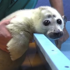 Baby Niko - The Wiki Camp 2