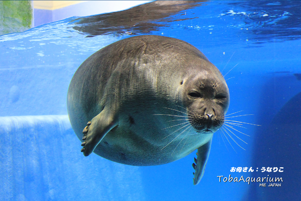 Baby Niko - The Wiki Camp 2