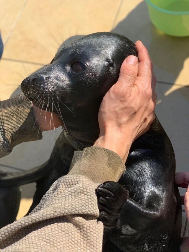 Kidnap Kroshik - The Wiki Camp 2